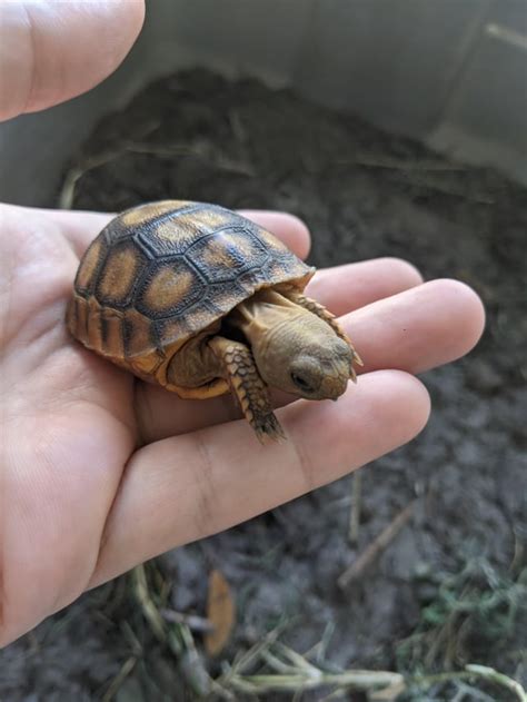 Gopher Tortoise Hatchling Relocated From A Construction Site To A