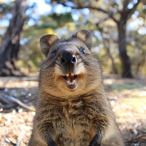 Closeup Portrait Of A Smiling Quokka In A Natural Habitat Premium Ai