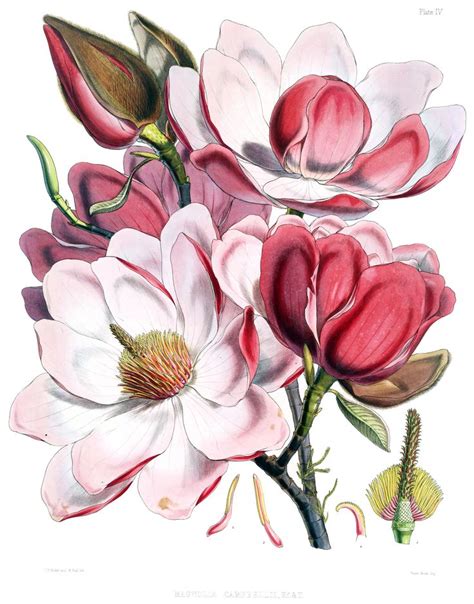 Illustration Botanical Illustration Vintage Botanical Prints Flower Art