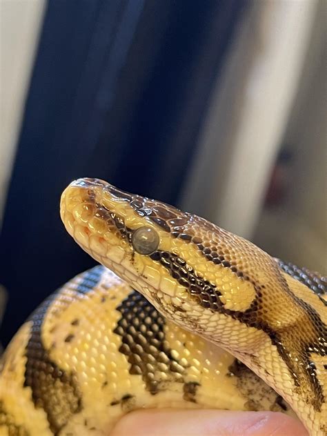 Ball Python Eye Caps