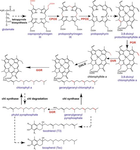 Synthesis Of Chlorophylls And Carotenoids Require Multiple Chch