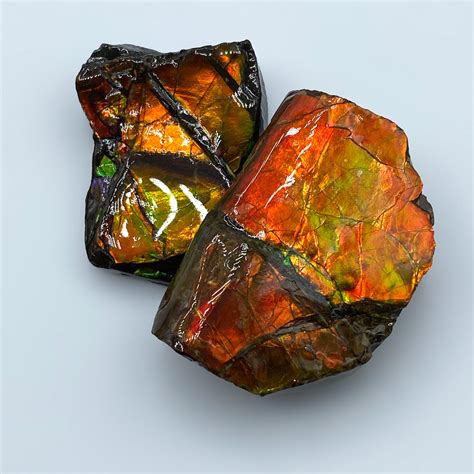 Ammolite Gem Quality Ammonite Fossil Fragment Mini Museum
