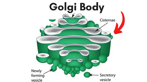 Golgi Body Location And Function Youtube