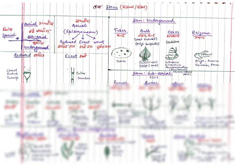 SOLUTION Root And Stem Morphology Studypool