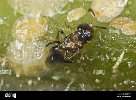 Parasitoid Wasp Encyrtus Infelix Commercial Biological Control