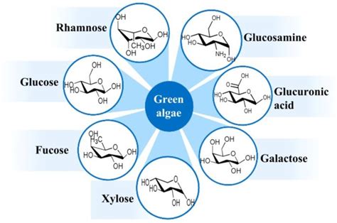 Polysaccharides And Oligosaccharides Originated From Green Algae Have