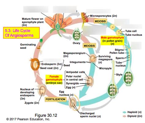 Flower Life Cycle Part 1 Diagram Quizlet