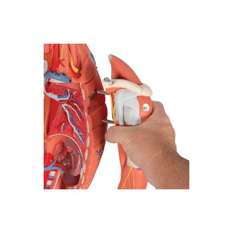 3b Scientific Dual Sex 45 Part Human Body With Muscles On Metal Stand Medi Shopgr