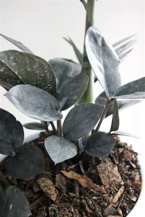 Why Is My Zz Plant Getting Yellow Leaves Keep Your Plants Alive