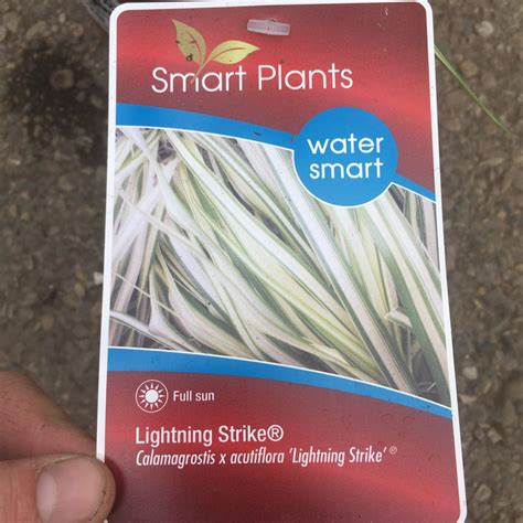 Lightning Strike Grass Perennials Sun › Anything Grows