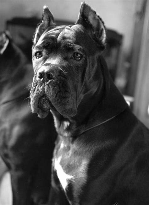 კანე კორსო გაერთიანება