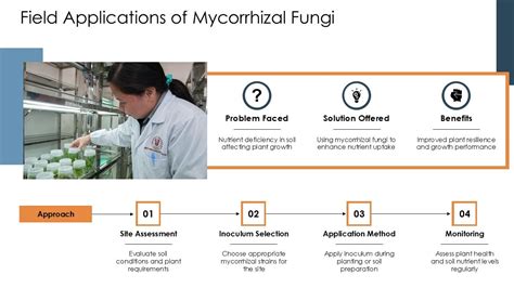 Field Applications Of Mycorrhizal Fungi Ppt Graphics Acp Ppt Presentation