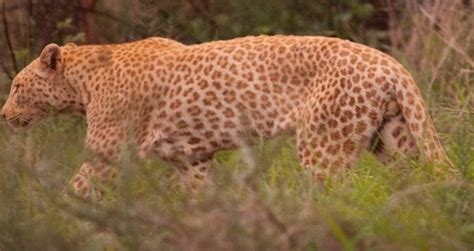 Rare Real Pink Panther Strawberry Leopard Pink With Orange Spots