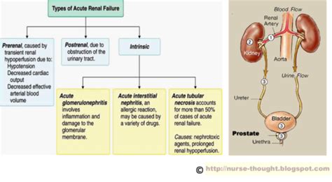 Pathology 3 Renal Tubulo Interstitial Diseases Flashcards Quizlet