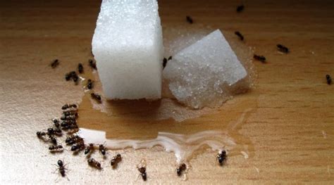 ნატურალური იარაღი ჭიანჭველების სახლიდან გასადევნად დააწვეთეთ მთელს პერიმეტრზე და შემდეგ