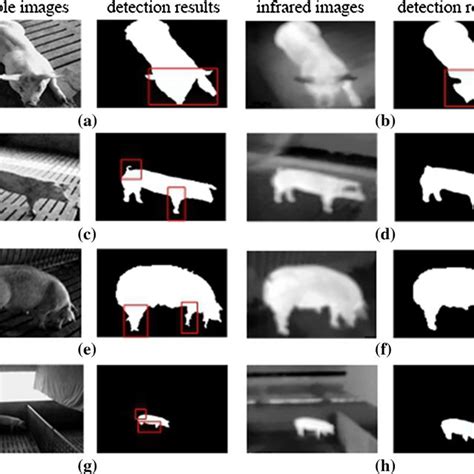 The Segmentation Of Breeding Pig Body Based On Visible And Infrared