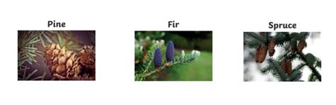 What Are Conifers Answered Twinkl Teaching Wiki