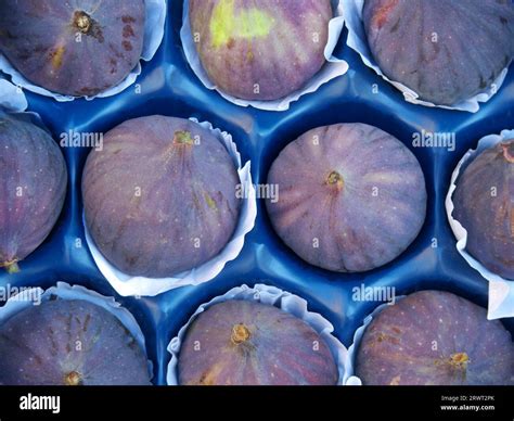 Spurious Fruit Fotos Und Bildmaterial In Hoher Auflösung Alamy
