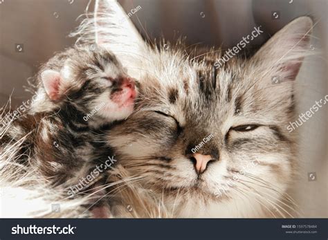 Mom And Newborn Kittens