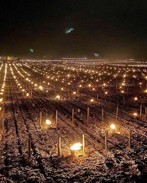 French Winemakers Fight Frost With Fire And Win • Josh Benson