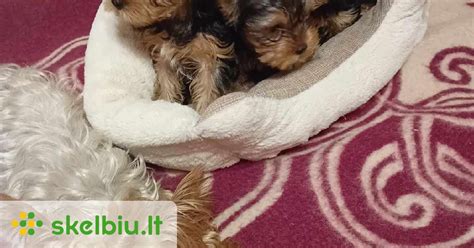 Šuniukai Jorkšyro Terjerai Skelbiult