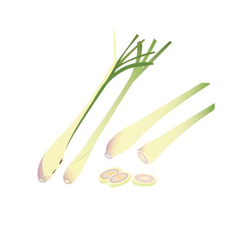 Lemongrass Vector Set Isolated On White Background Lemongrass Flat