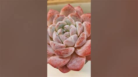 ♡젤리공주 ♡ Youtube