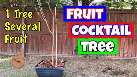 Fruit Cocktail Tree Maintenance At Ha Overton Blog