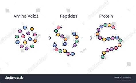 Amino Acid Chain Protein Over 1318 Royalty Free Licensable Stock