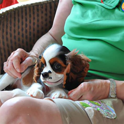 Cavalier King Charles Spaniel Behavior Understanding And Training