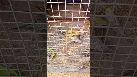 Bajrigar Bird Youtube