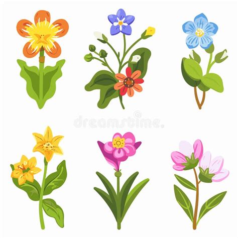 Inflorescence Types Stock Illustrations 69 Inflorescence Types Stock