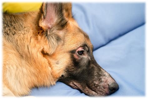 What Is Puppy Strangles Dr Sophie Bell British Pet Insurance