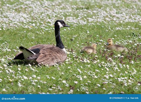 Gans Met Eendjes Stock Afbeelding Image Of Onschuld 27020629