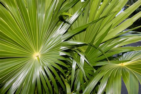 Palm Gardenia Hub