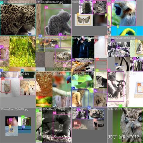 基于深度学习的高精度 类动物目标检测系统PyTorch Pyside YOLOv 模型 知乎