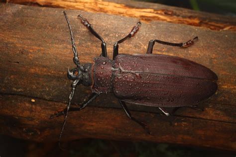 Titan Beetle Bite Force