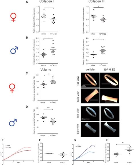 Sex Specific Regulation Of Collagen I And Iii Expression By 17β Estradiol In Cardiac Fibroblasts