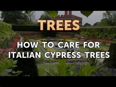 How To Care For Italian Cypress Trees Youtube