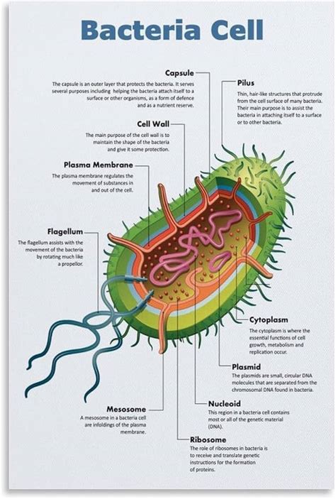 Bacterial Cell Structure And Function Bacterial Cell Structure And
