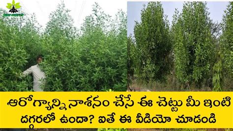 Conocarpusplants Dangerplant Ban Kono Corpus Plant Youtube