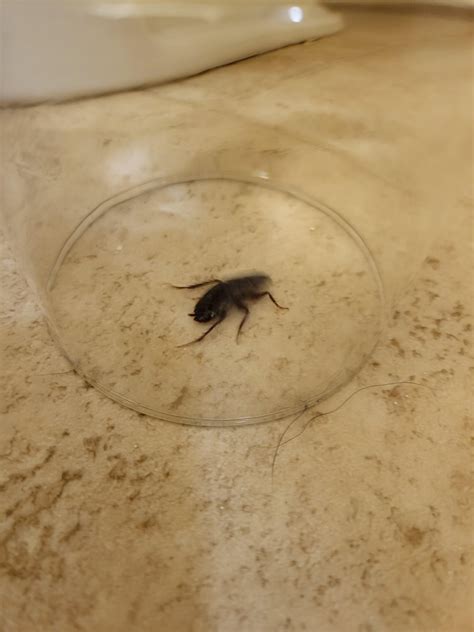 Guys Is This A Cockroach Ashalnd Or 34 Inch Rwhatsthisbug