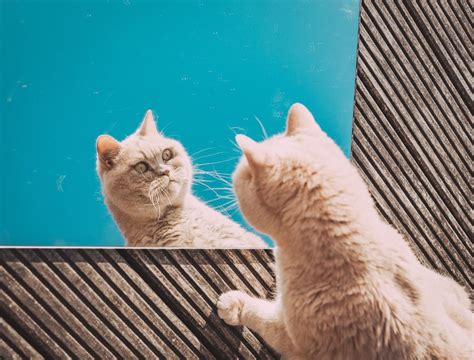 16 Weird Cat Breeds Youll Still Love