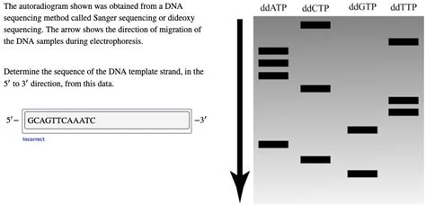 Solved The Autoradiogram Shown Was Obtained From Dna Sequencing Method Called Sanger Sequencing