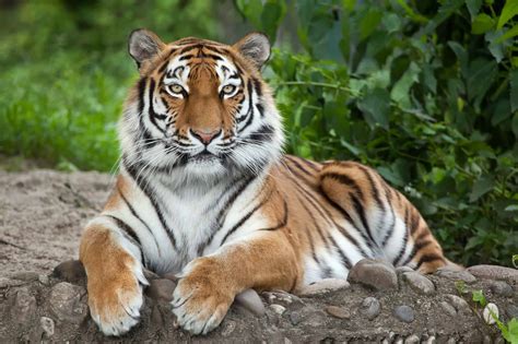 Tiger Cub Belly Rub Animals Around The Globe