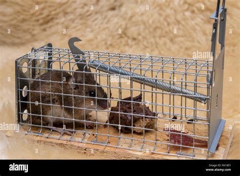 Mouse In Mousetrap Live Trap Stock Photo Alamy