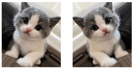 five popular data augmentation techniques in deep learning