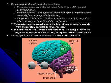 Radiological Anatomy Of The Brain Ppt