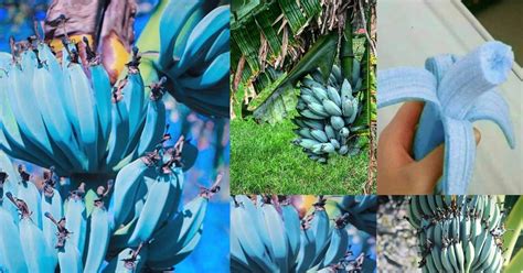 Photos हरा पीला नहींनीला केला क्या आपने कभी देखा है स्वाद वैनिला आइसक्रीम जैसा कहां मिलता