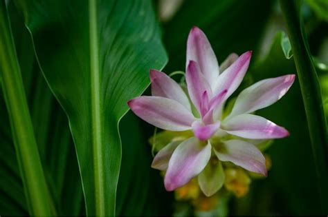 How To Grow And Care For Cucurma Plant Plantly